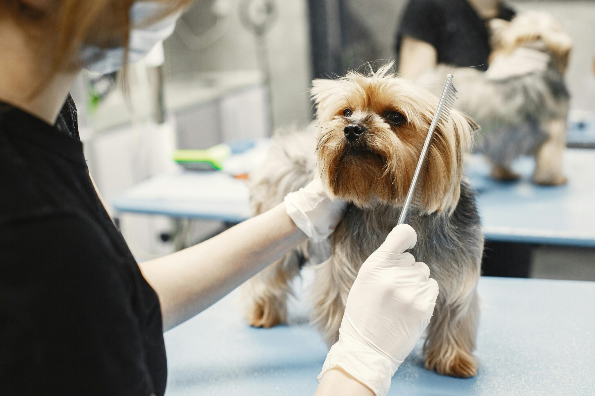 Grooming - Agape Pet Sitting+